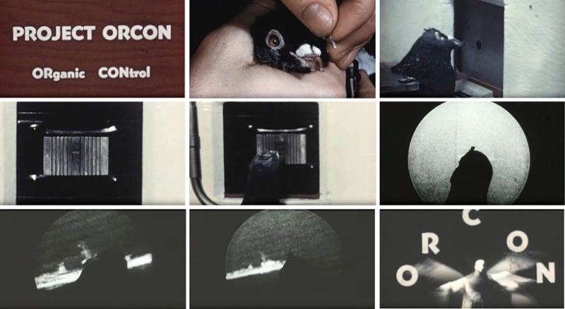 Skinner's Project Pigeon: One Of The First Teaching Machines