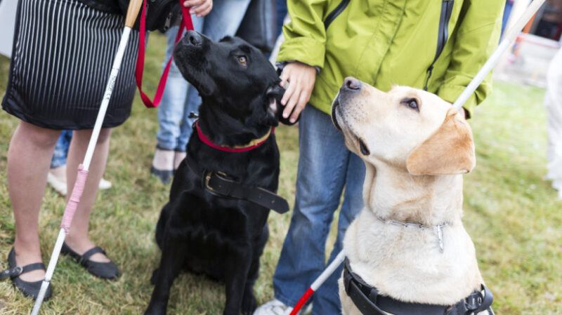 Guide Dogs: Transforming Training With A Digital-First Approach