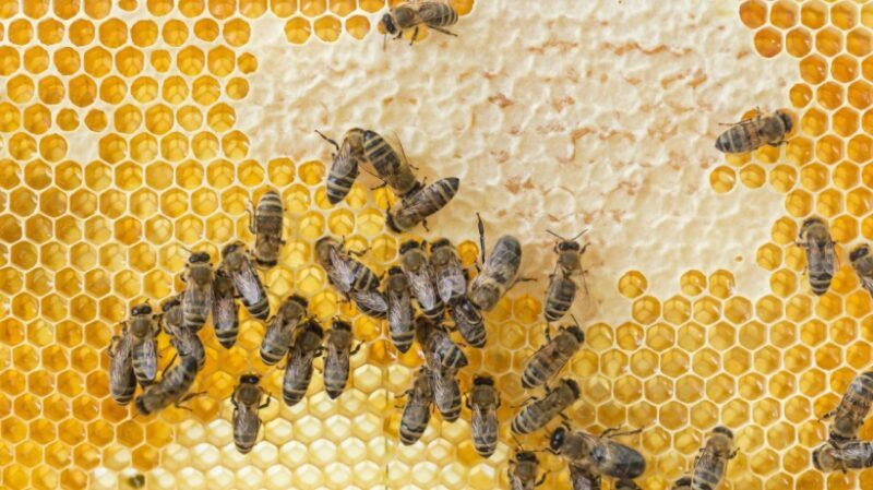 How To Leverage Bee Behavior In Education - eLearning Industry
